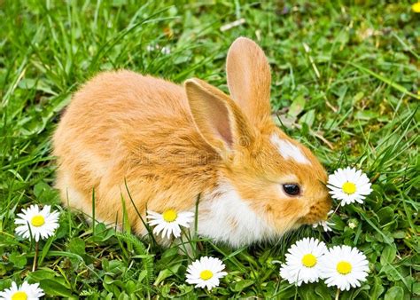 Cute Rabbit Eating Flowers In Green Grass