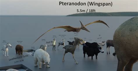 Animal Size Comparison Chart Maker Dqthnn