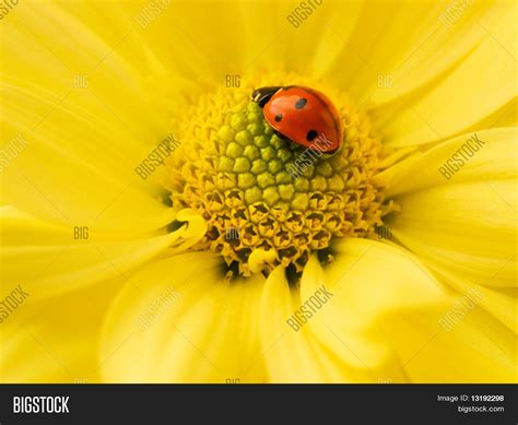 Small Ladybug Sleeping Image And Photo Free Trial Bigstock