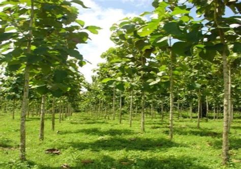 Konsep Penting 22 Bunga Pohon Jati