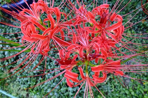 Gene S Garden Surprise Lily