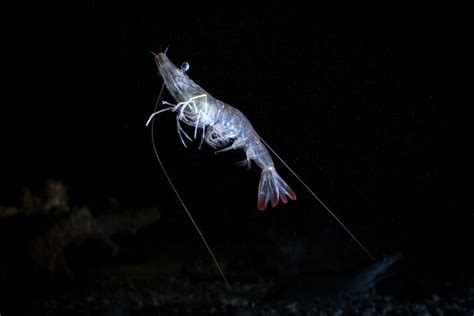 Greenfish Ag Wusstet Ihr Eigentlich Dass