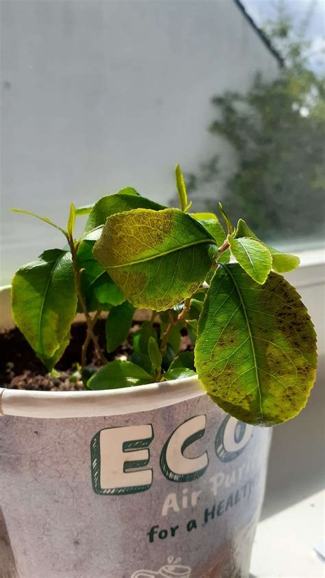 Strange Brown Spots On My Kath Plants Rdruggardening