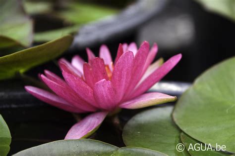 Nymphaea Ruby Star Aguabe Waterlelies En Lotus