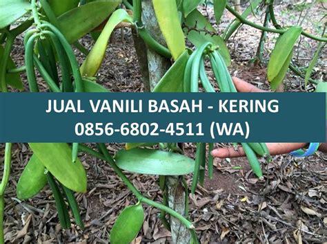 Jual Vanili Basah — Kering Di Pemalang 0856 6802 4511 Wa By Jual Vanili Indonesia Medium