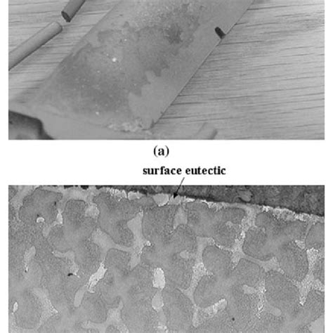 A Schematic Diagram Of Dendrites Showing Different Stages Of Download Scientific Diagram