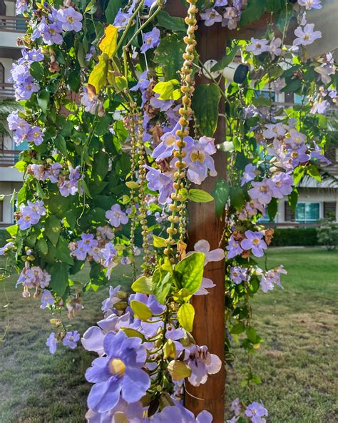 25 Enredaderas Con Flores Las Plantas Trepadoras Con Flor