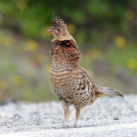 Grouse Species