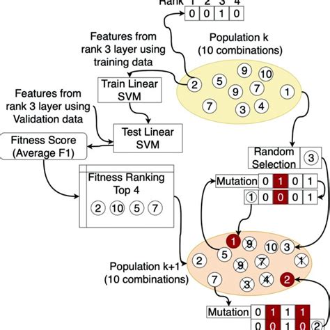 Genetic Code Evolution Example For One Generation In The Feature Download Scientific Diagram