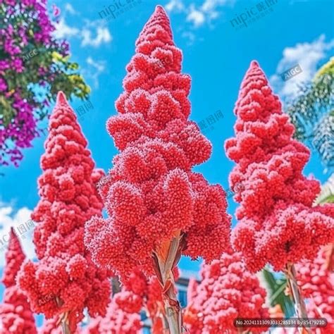 Ai创作图红色的火炬树 茂盛的鞭炮花 火焰花树下 火焰树花朵 红色珊瑚树 炮仗花炮 火焰树花卉 南糯大树晒红 红色植物装饰景观 珊瑚树红色果实 红色火炬花朵 红艳艳自然景观 爬满炮仗花的 印缅