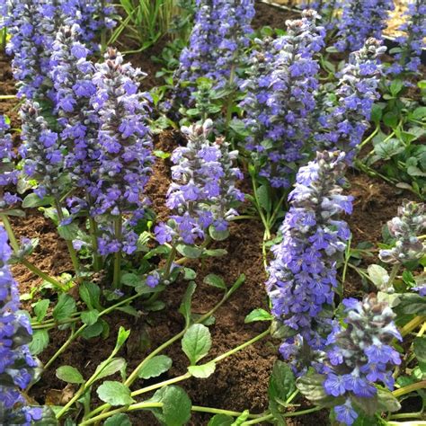 Buy Bugle Ajuga Reptans Atropurpurea £6 39 Delivery By Crocus