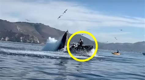 Nevjerovatno Grbavi Kit Skoro Progutao Kajakaša Virealno