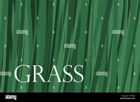 Vector Grass Background Abstract Grass Texture Floral Summer Background Horizontal Banner