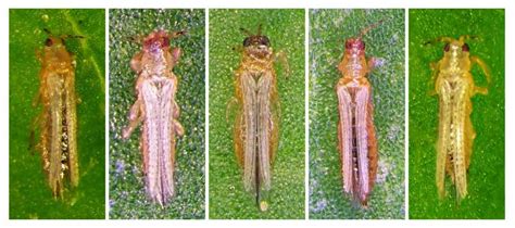 How To Identify And Control Thrips Gardeners Path