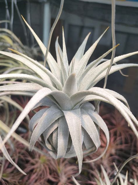 See The Tillandsia《air Plant》 遇見鐵蘭《空氣鳳梨》善富 ＜品種介紹＞ Tillandsia Grao Mogolensis Silveira 兔毛毛