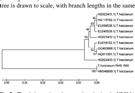 Figure 1 From Rapd Profile And Rdna Sequence Analysis Of Talaromyces Flavus And Trichoderma