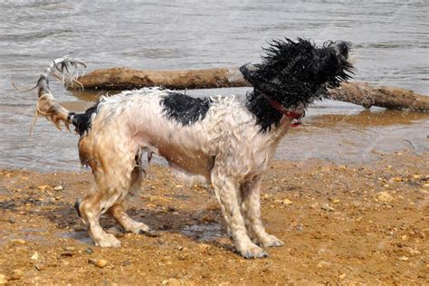 Premium Photo Wet Cockapoo Shaking Water At Lakeshore