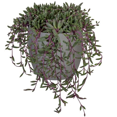 Senecio Herreianus
