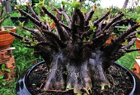 Solid Black Adenium From Thailand Radenium
