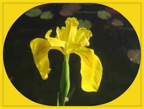 Gele Lis Groene Vingers