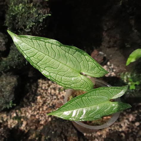 Hapaline Appendiculata Ridl Naturaqu