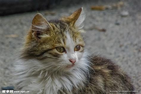 猫摄影图 家禽家畜 生物世界 摄影图库 昵图网