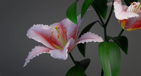 3d Realistic Pink Lily Flower Model Turbosquid 1252626