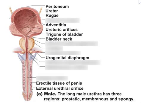 Diagram Of Urinary System Diagram Male Quizlet