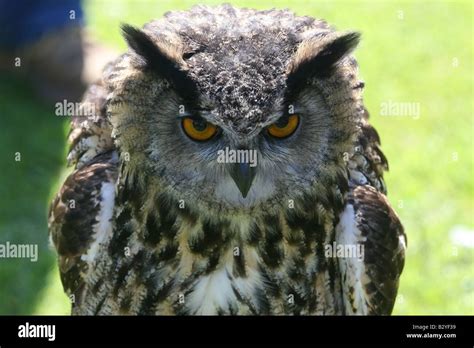 Owl Ears Hi Res Stock Photography And Images Alamy
