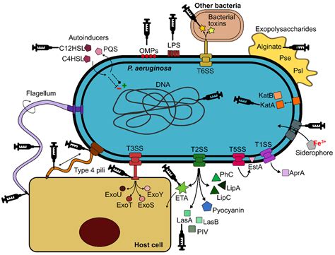 Pseudomonas Aeruginosa Minipresentation