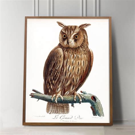 Vintage Owl Art Prints