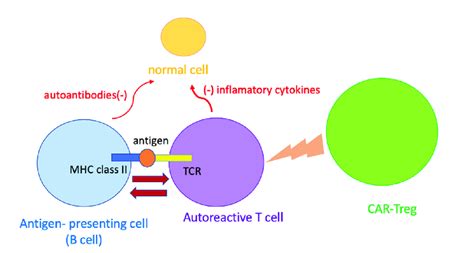 Antigen Presenting Cell Apc Presents The Antigen In Orange Via Mhc