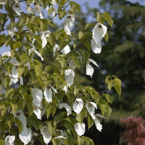 Dove Tree Buy Dove Tree Davidia Involucrata
