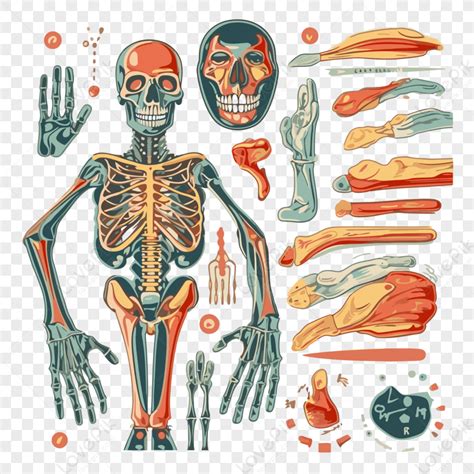 Anatomy Clipart Beautiful Illustration Of The Skeleton And Other Parts