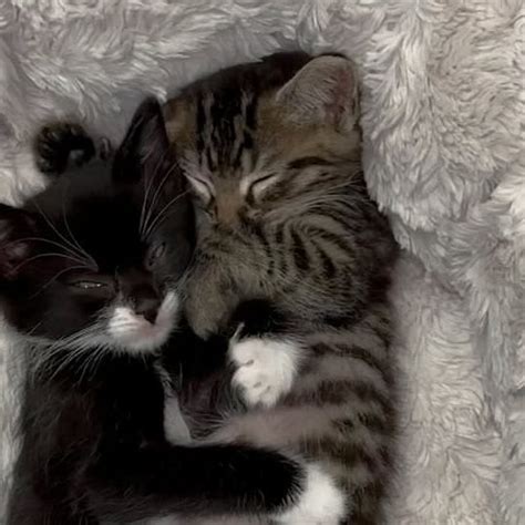 Cute Cats R Wolfabelle