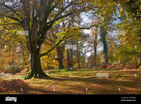 Common Beech Trees Fagus Sylvatica Queen Of The Forest In Autumn With Autumnal Colours New