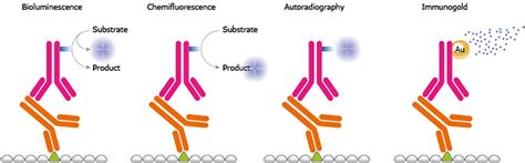 Western Blot Test Procedure And Purpose Of Western Blot