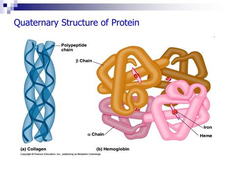 Ppt Protein Structure Levels Functions And Building Blocks