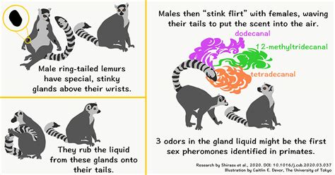 Odor Experts Uncover Smelly Chemistry Of Lemur Love Mirage News Odor Experts Uncover Smelly Chemistry Of Lemur Love Mirage News