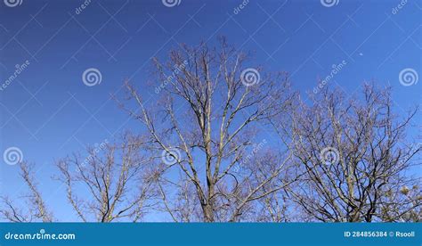 Leafless Trees In Sunny Weather In Spring Stock Footage Video Of Stem