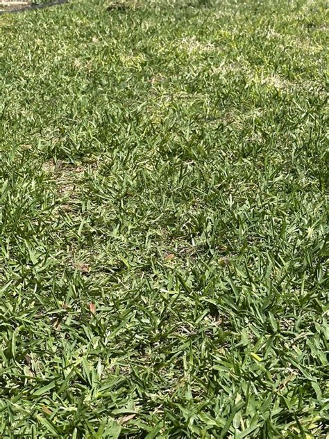 Help Id Grass Rlawncare