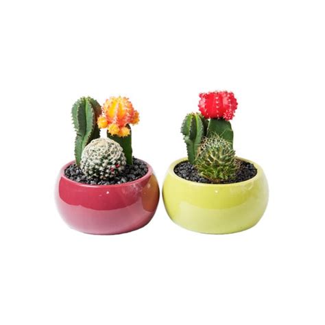 Premium Photo Cactus Cactus Plants Are Native To Desert Regions And