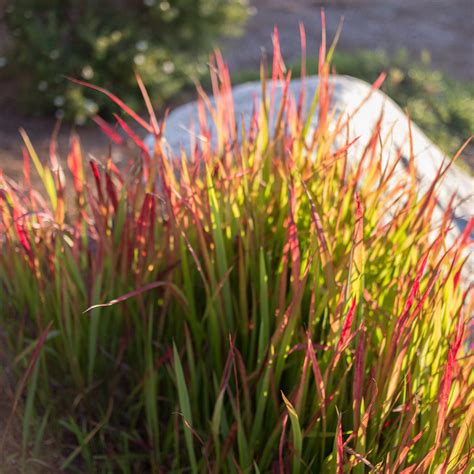 Japanese Blood Grass For Sale Online The Greenhouse