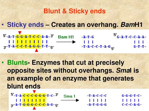 Ppt Understanding Dna Technology And Genetic Engineering Powerpoint