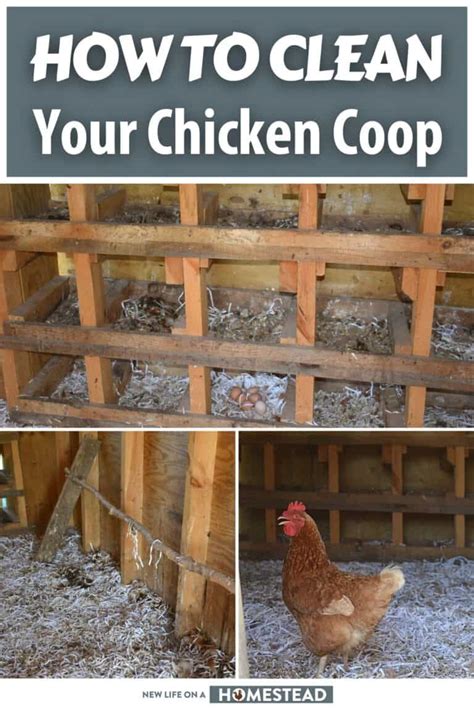 How To Clean And Disinfect Your Chicken Coop