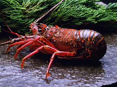 Crustaceans