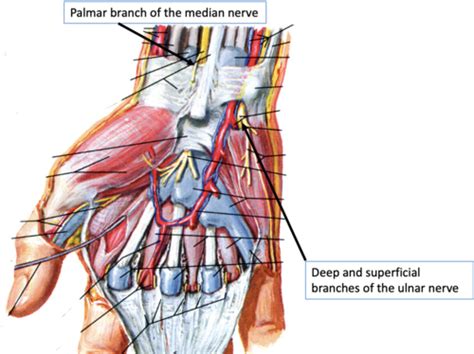 Function Of The Hand And Upper Extremity Flashcards Quizlet