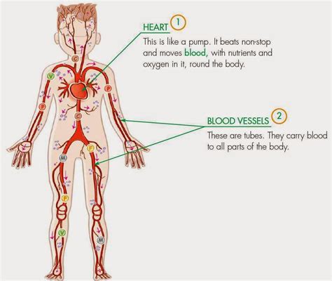 Gummy Bears Blog Circulatory System