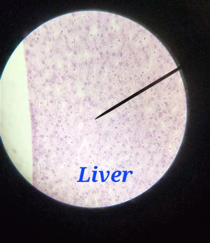 Histology Aandp Ii Flashcards Quizlet