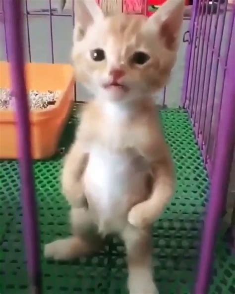 Thenatsdorf Gorilla Cyborg Tumbex